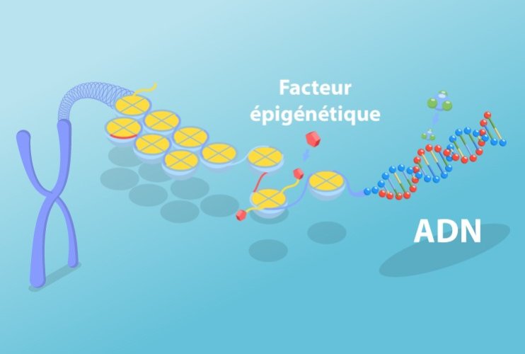 [Qu’est-ce que l’épigénétique ?]